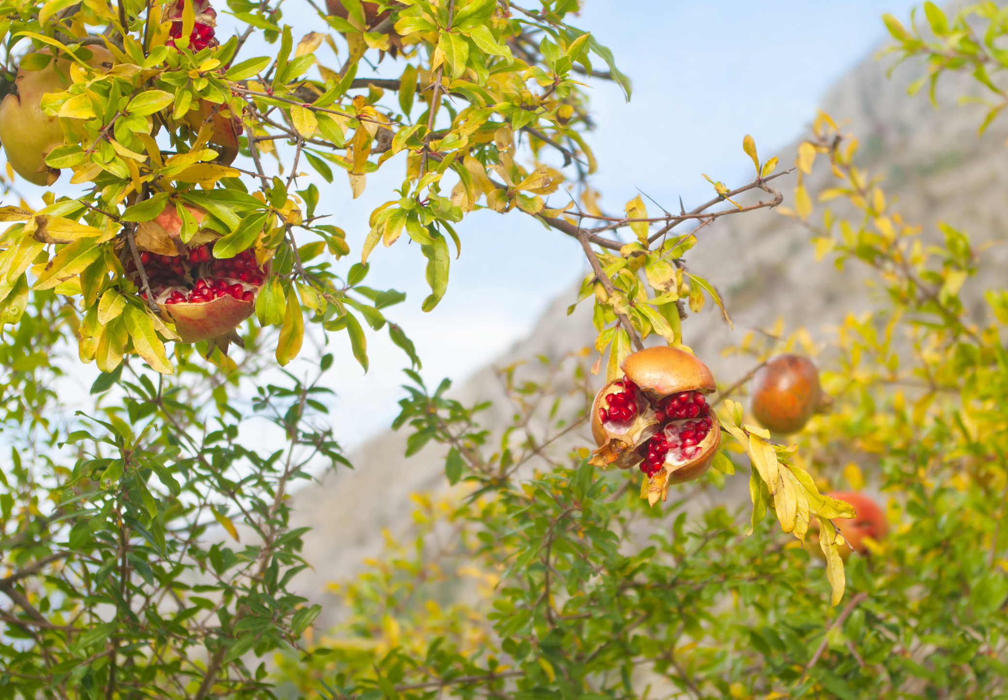The Pomegranate by Kahlil Gibran – POETRY and PLACES