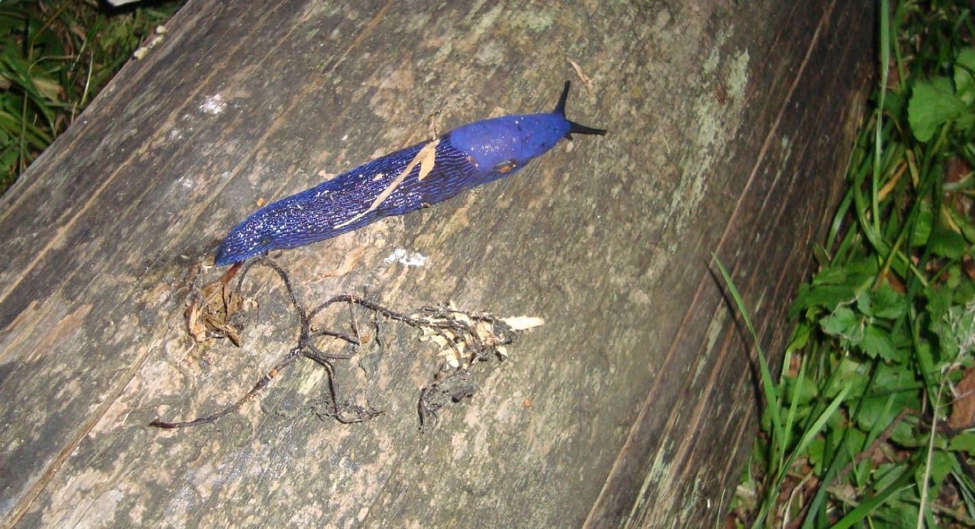The Blue Slug by James Sutherland-Smith – POETRY and PLACES