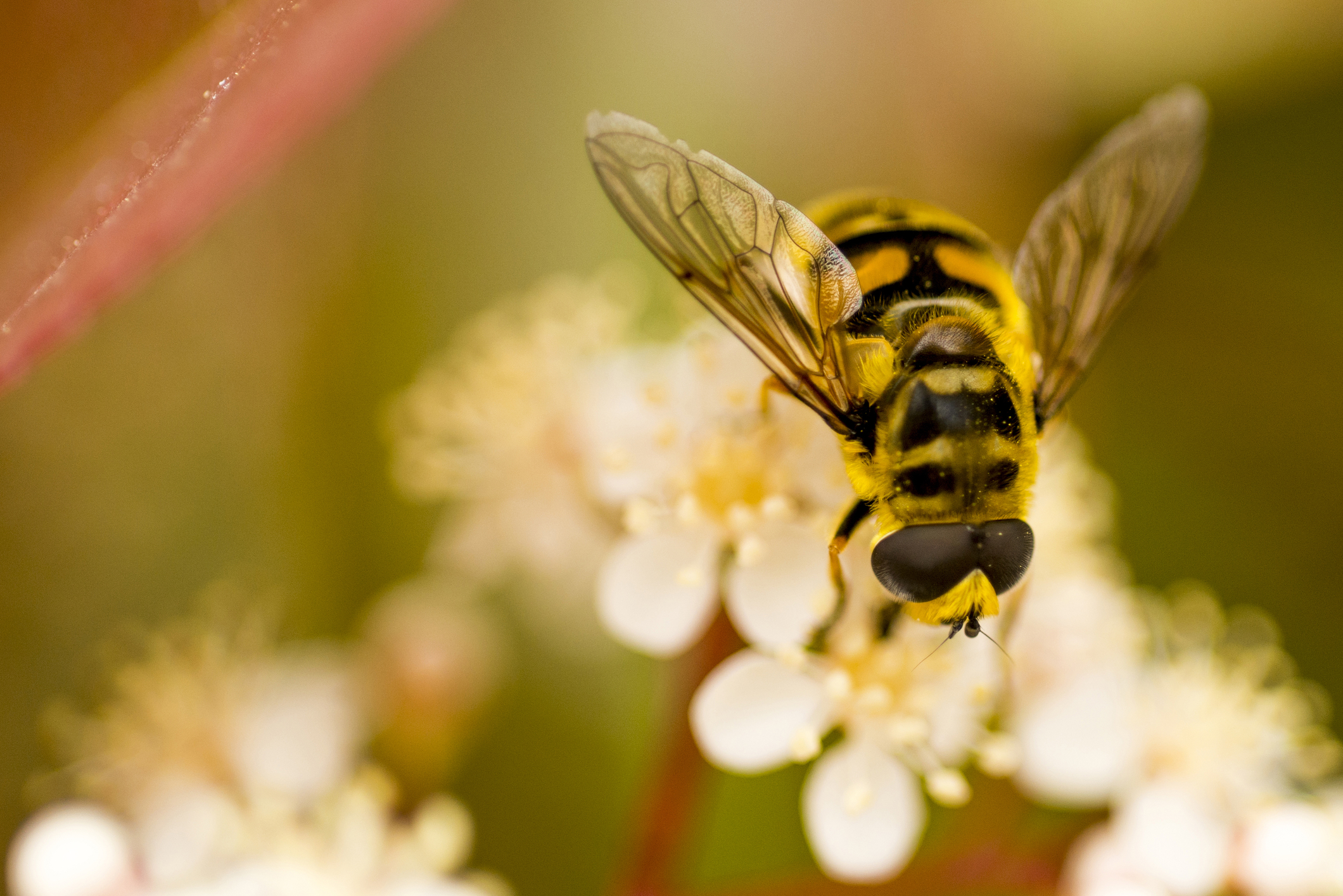 The Turkish Bee by Laurel Trivelpiece – POETRY and PLACES